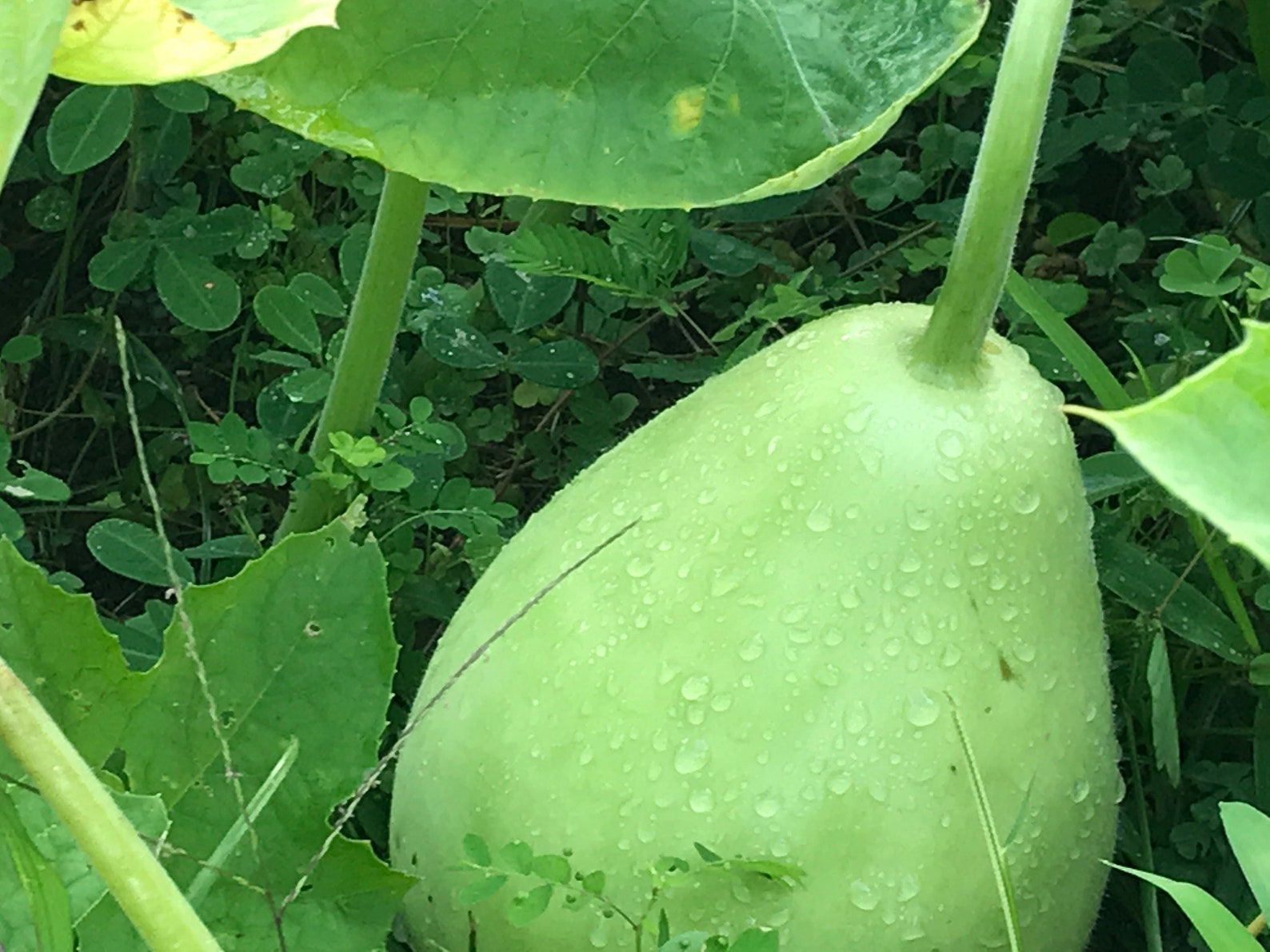 Hawaiian IPU Gourd/SEEDS/Maui Seeds/Ipu Gourd Seeds/Ipu Drum | Etsy