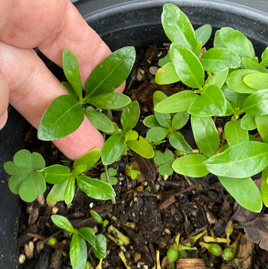 Noni/morinda Citrifolia/one Live Noni Tree/2" Live Seedling/tiny ...