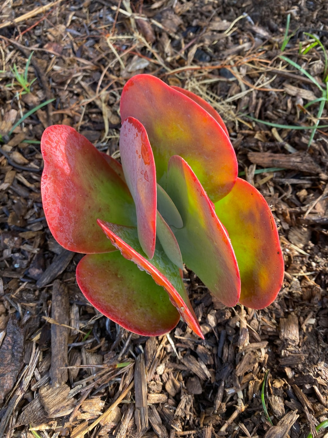 Kalanchoe Thyrsifolia/flap Jack Plant/live Plant/succulent/container ...