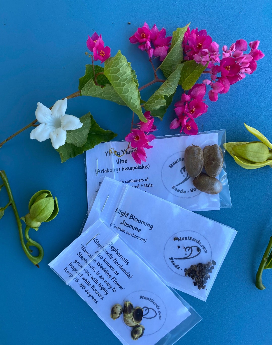 Maui Fragrant Flower Seed Collection/ylang Ylang Vine/night Blooming ...