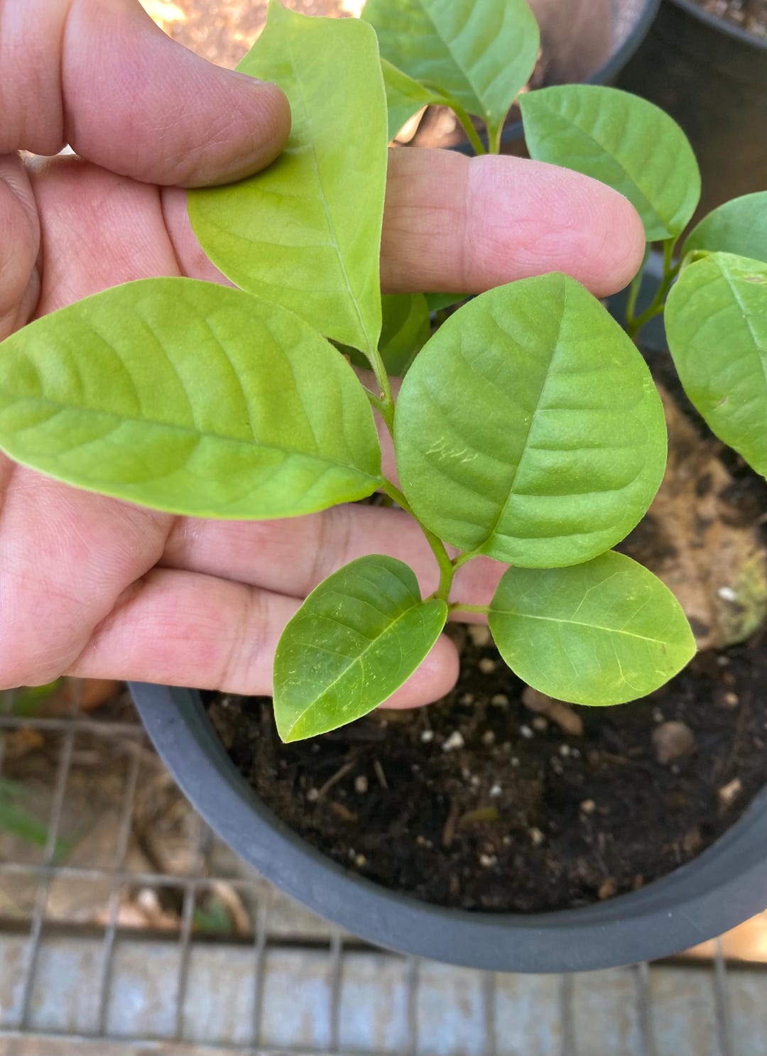 Rollinia Deliciosa Tree/biriba/3" Seedling/exotic Fruit/maui Seeds ...