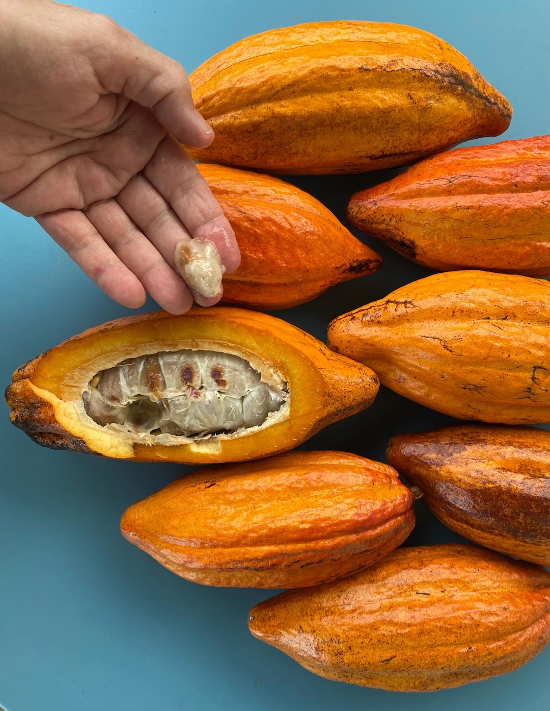 CACAO/1 (one) Seed/chocolate/maui Seeds/theobroma Cacao/sample Pack of ...