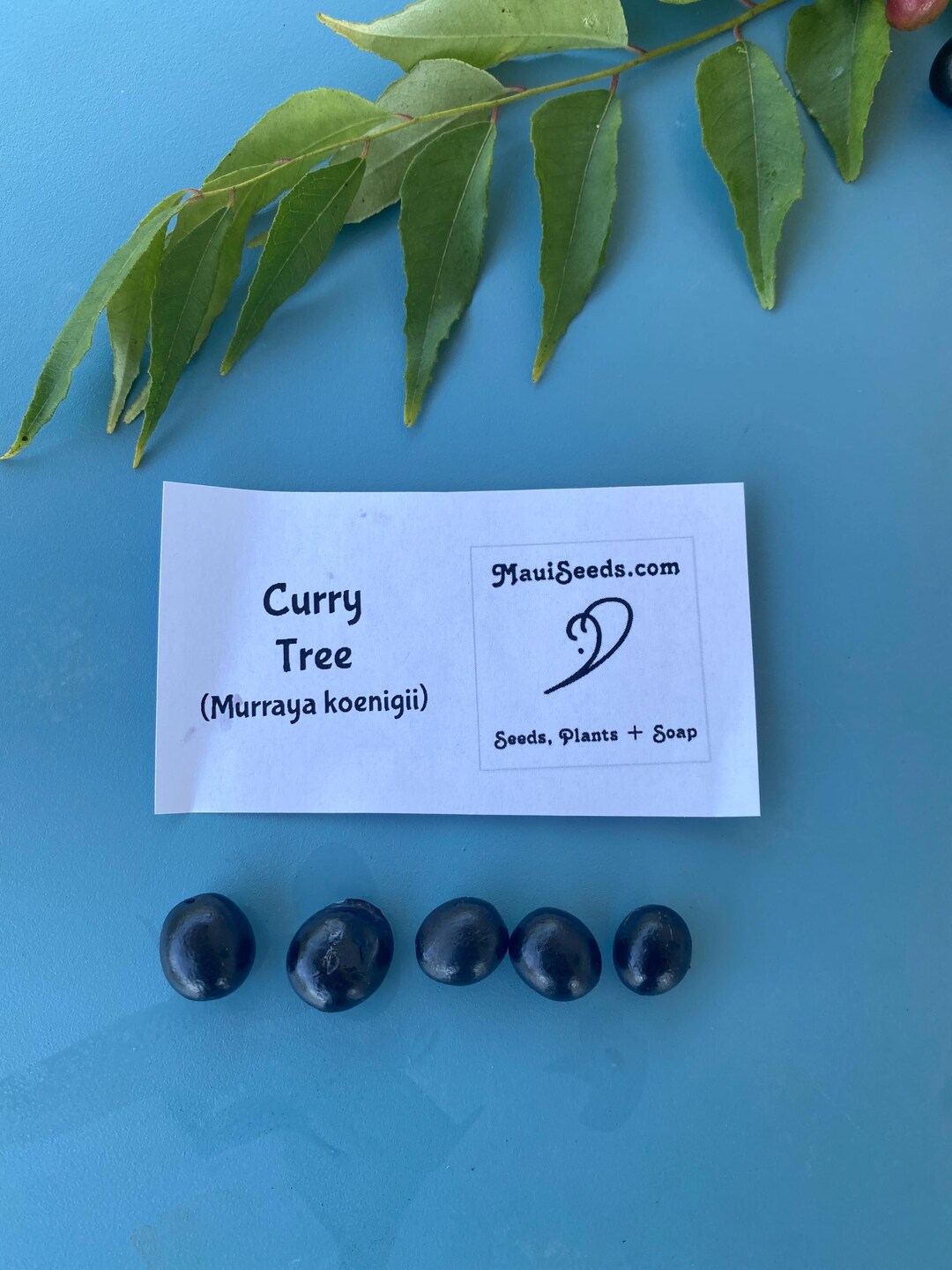Maui Grown Curry Tree Seeds: Fresh, Easy Grow (5 Seeds) - Etsy