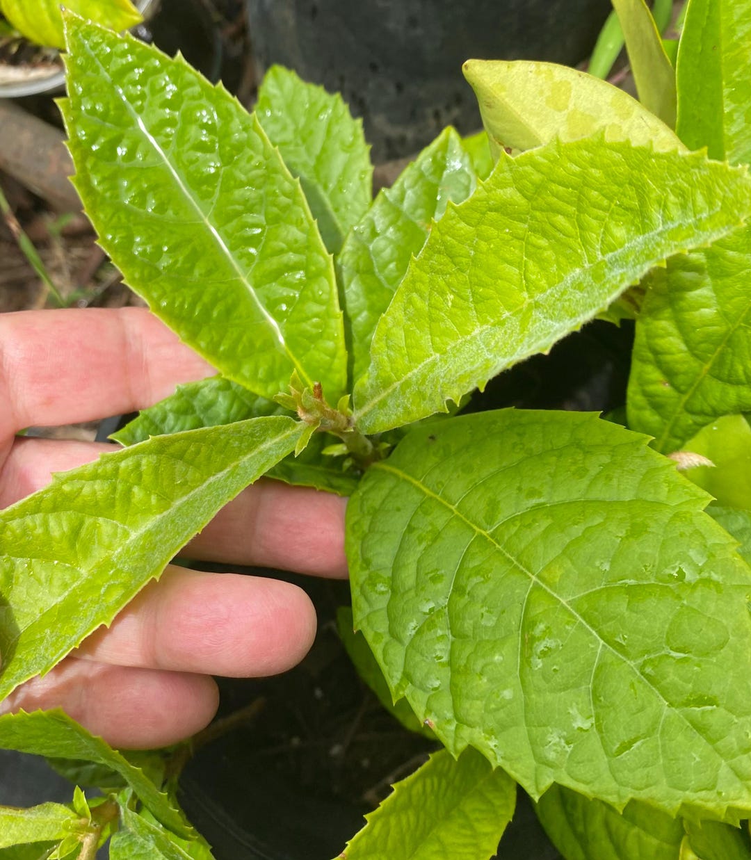Loquat Tree/4 High Live SEEDLING Tree/maui Seeds/live Plant/hawaii ...