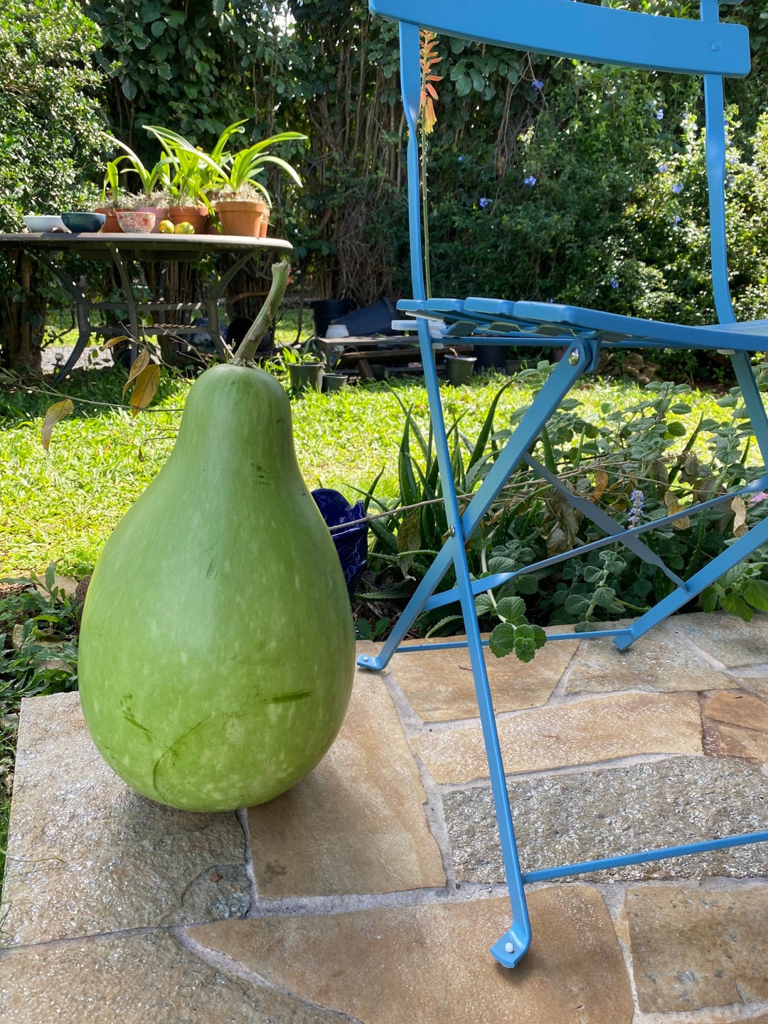 Hawaiian IPU Gourd/SEEDS/Maui Seeds/Ipu Gourd Seeds/Ipu Drum - Etsy España