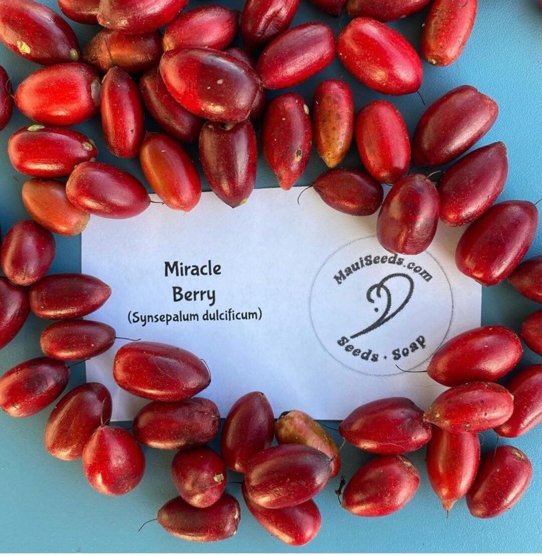 Miracle Berry SEED (synsepalum Dulcificum)/cleaned Seed/no Pulp/for ...