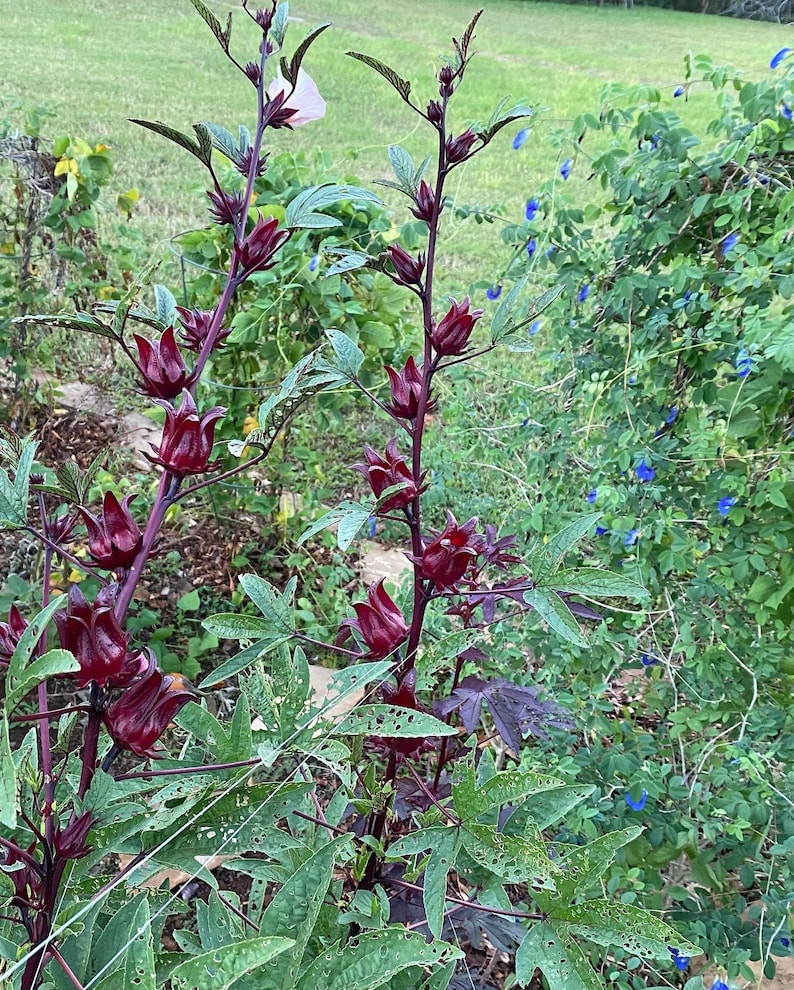 Hibiscus Sabdariffa/roselle/seeds/herb Seeds/red Zinger - Etsy
