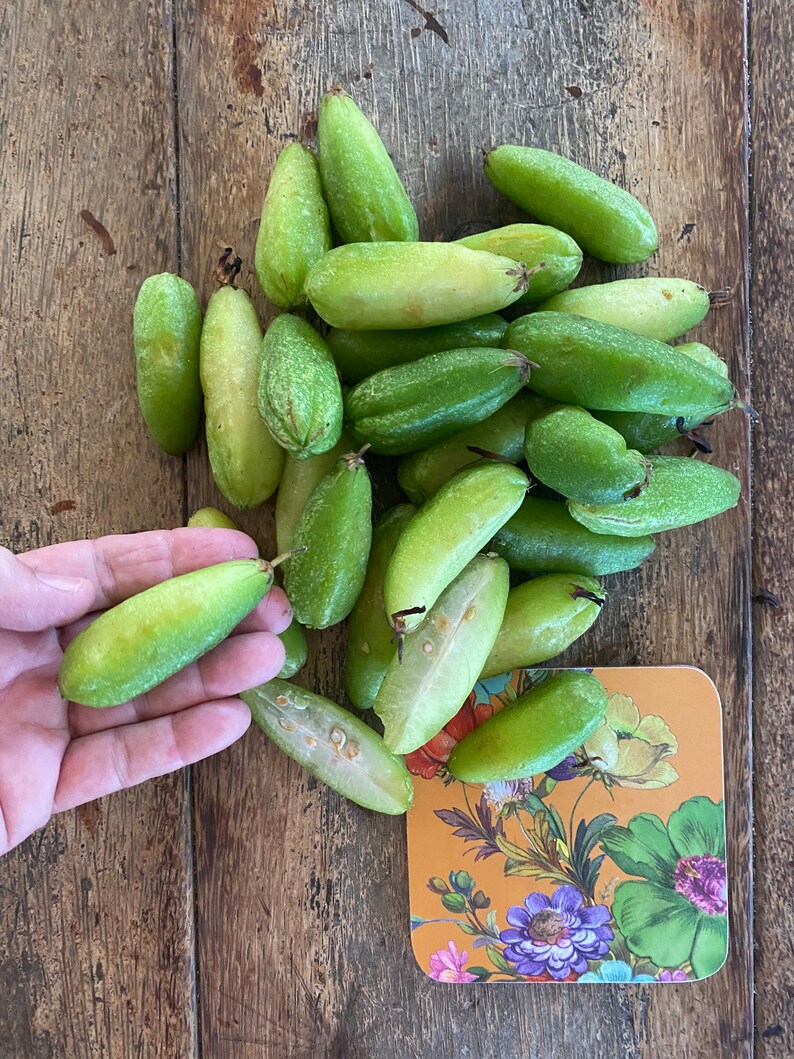 Bilimbi/bilimbi Fruit Seeds/maui Seeds/cucumber Tree/tree | Etsy
