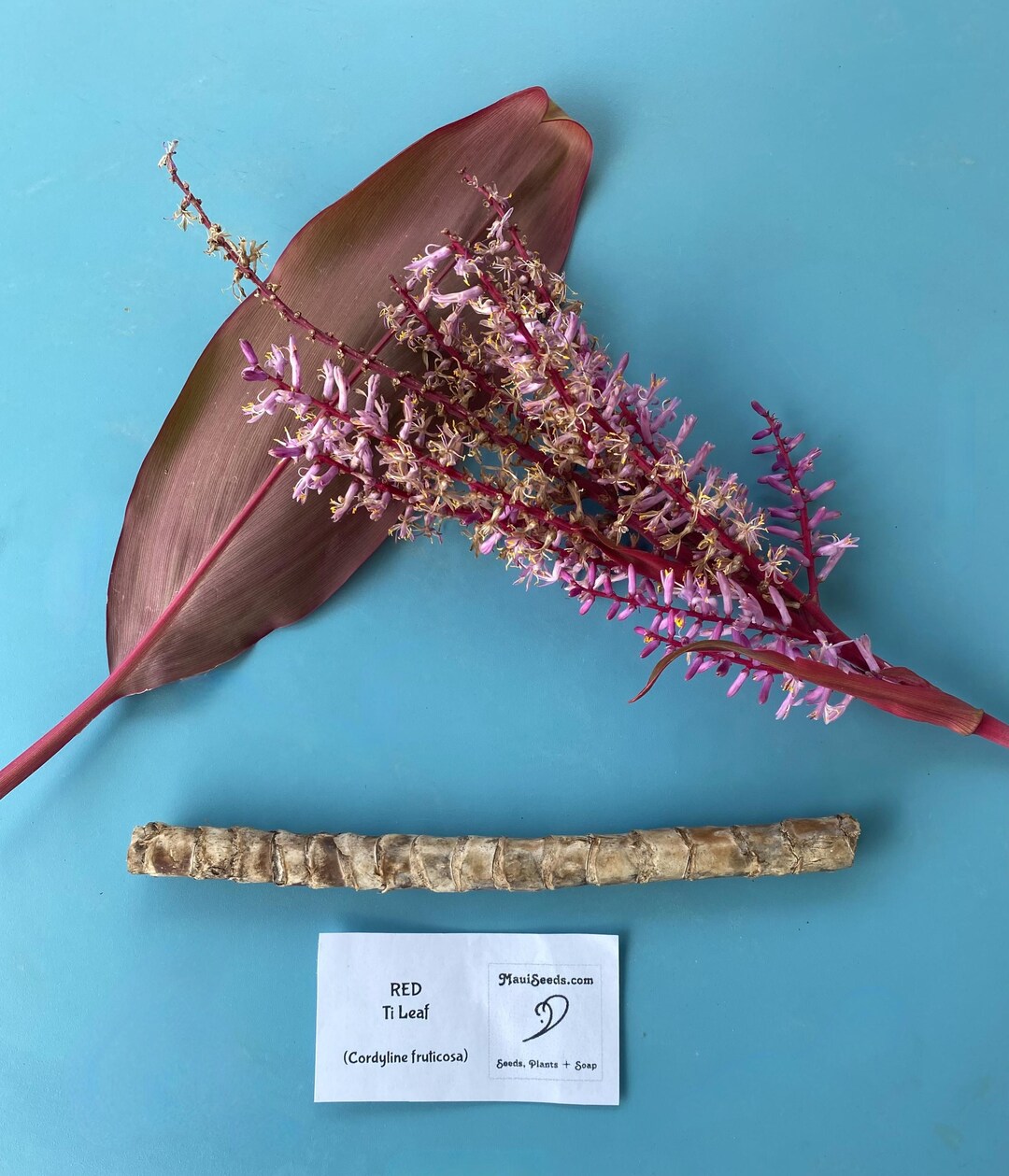 Red Ti Leaf 6" CUTTING/RED Ti Leaf/cordyline Fruticosa/no Roots/no Soil ...