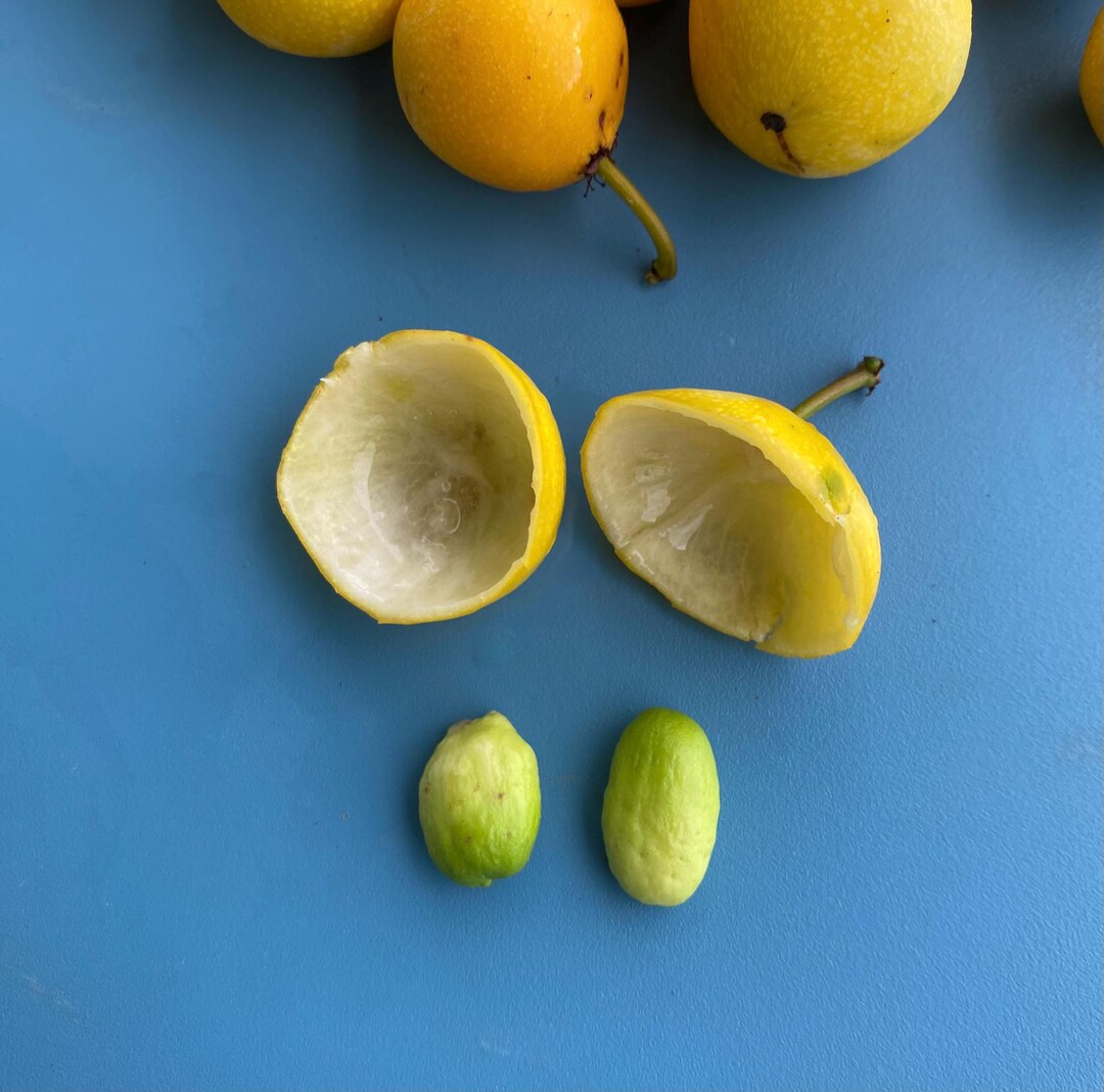 Lemon Drop Mangosteen/garcinia Intermedia/two (2) Seeds/organic Fruit ...