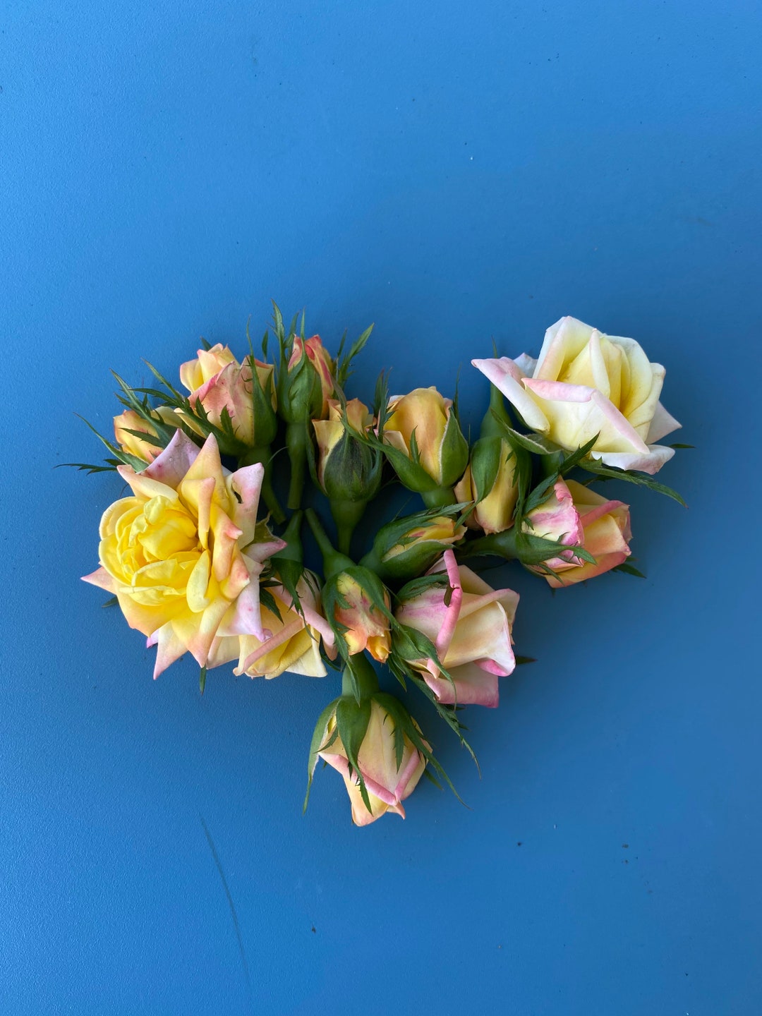 DRIED Miniature Roses/small Pack of Mini Rose Buds/dried - Etsy