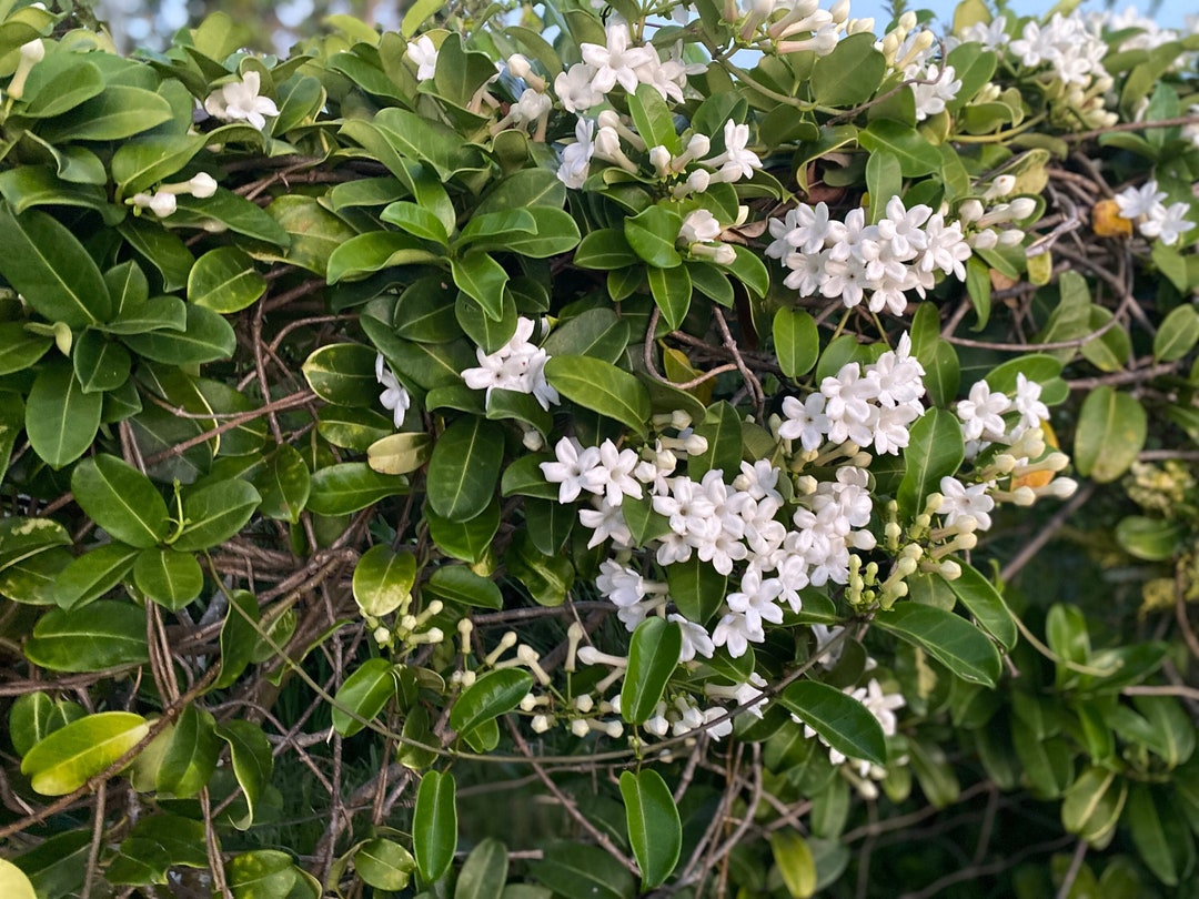 Stephanotis/stephanotis Seeds/madagascar Jasmine/maui Seeds - Etsy