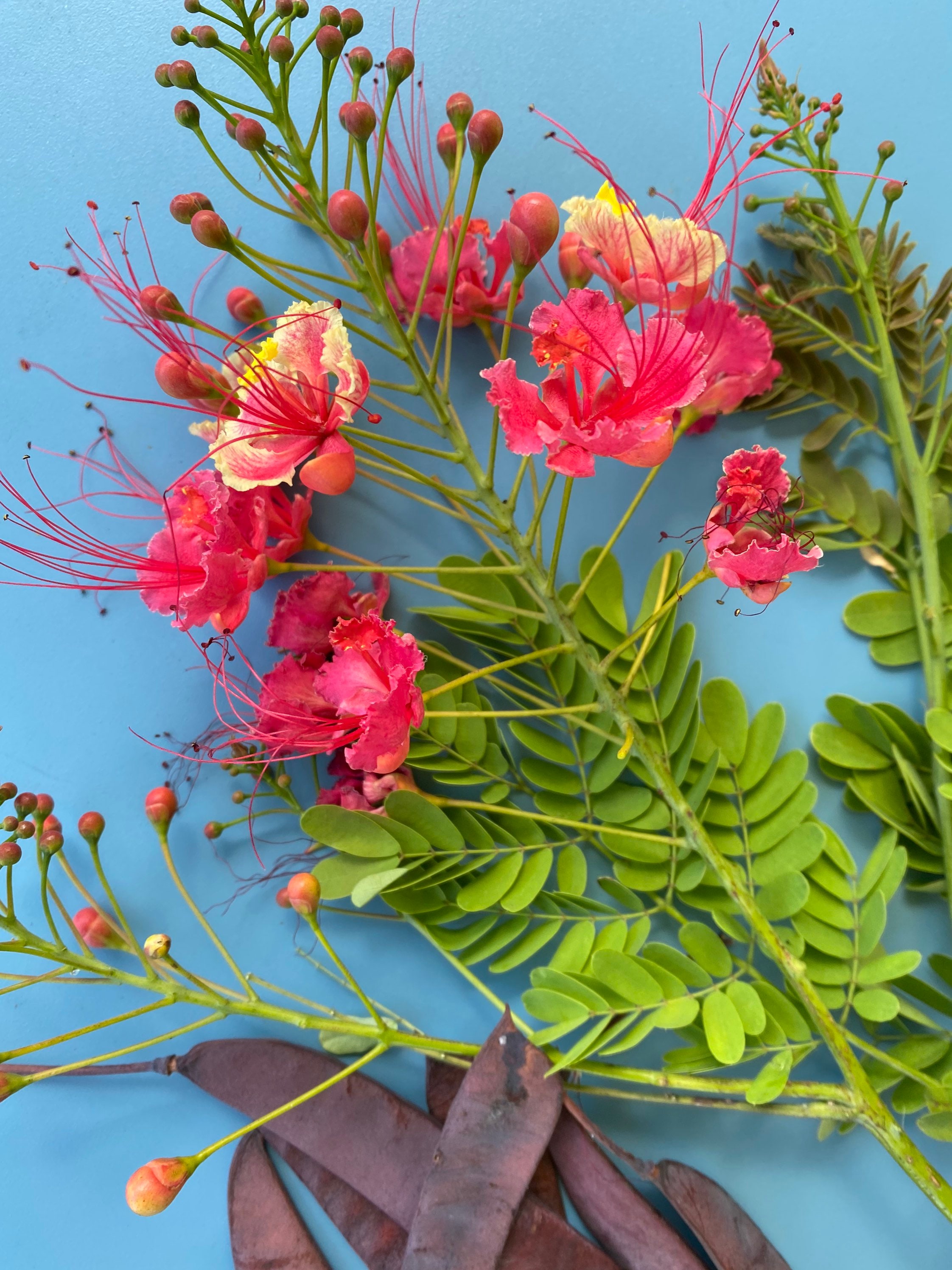 Pink/yellow/red Pride of Barbados/caesalpinia Pulcherrima/seeds/seed ...