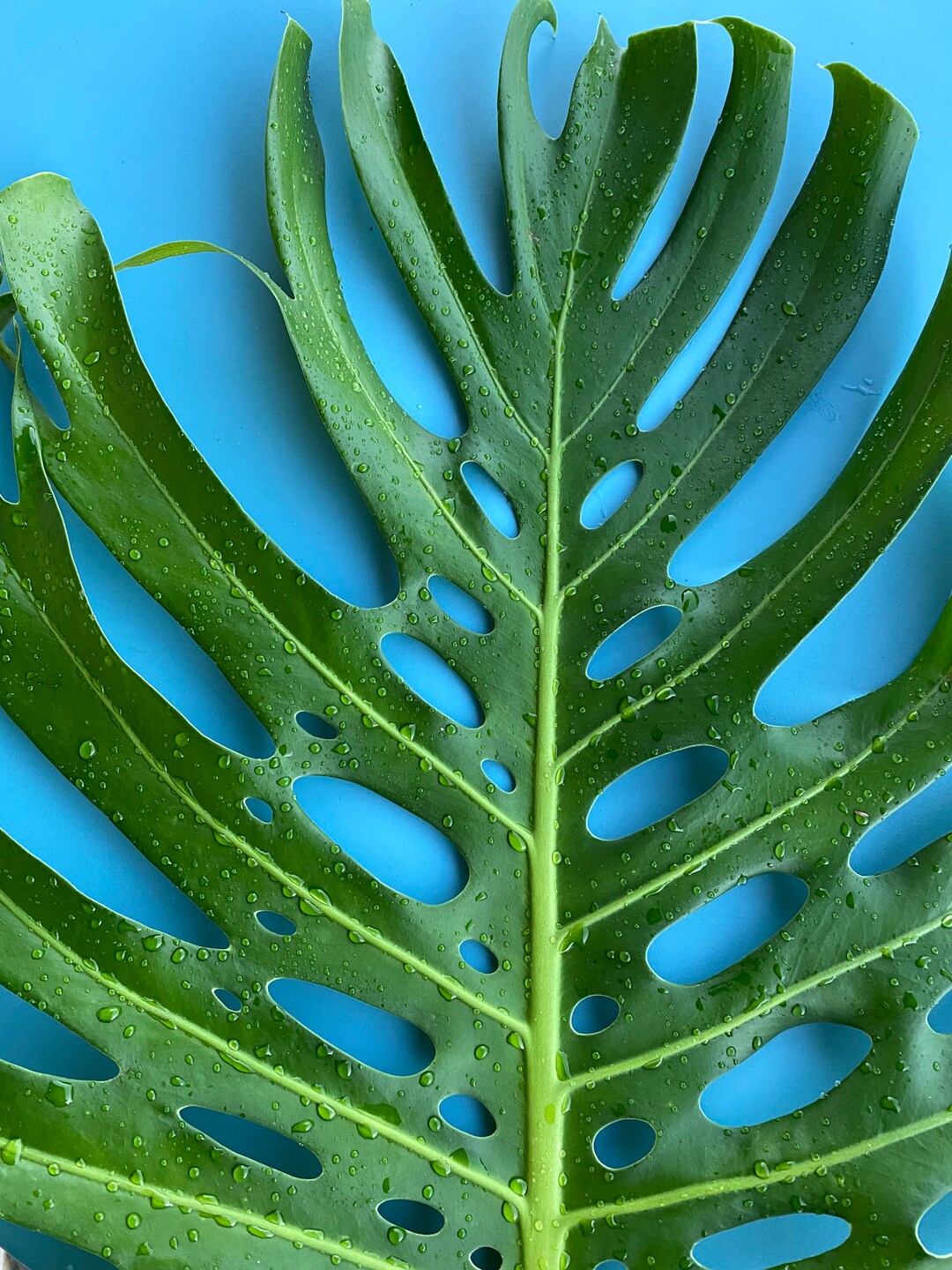 Monstera Deliciosa Seed/maui Seeds/tropical Houseplant/easy to Grow ...