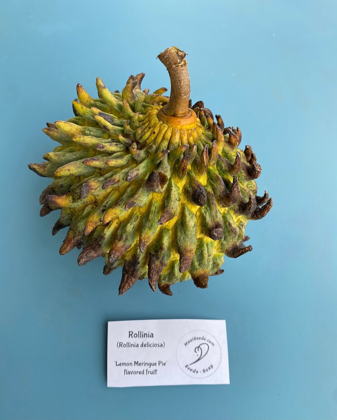 Rollinia Deliciosa/biriba/seed/3 (THREE) Seeds/rare Tropical Fruit/maui ...