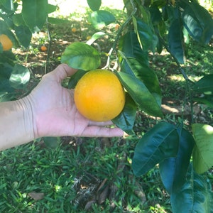 Tangelo Seeds/maui Seeds/5 Seeds/fruit Seeds/home Garden/fruit Tree ...