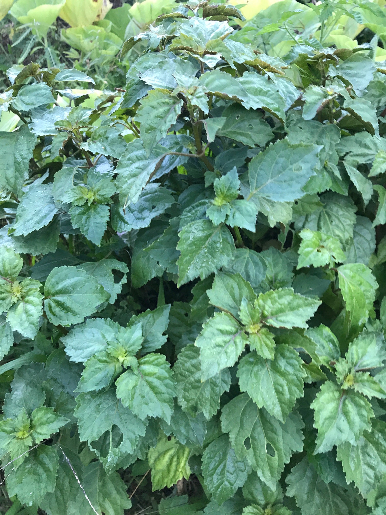 Patchouli/dried Leaf/pogostemon Cablin/dried | Etsy