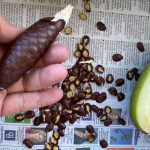 Stephanotis/stephanotis Seeds/madagascar Jasmine/maui Seeds - Etsy