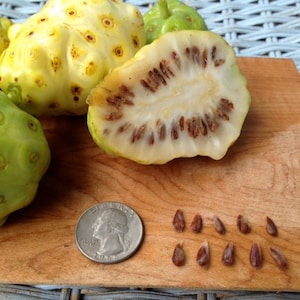 Noni Seeds/morinda Citrifolia/hawaiian Canoe Plant/hawaii Seeds ...