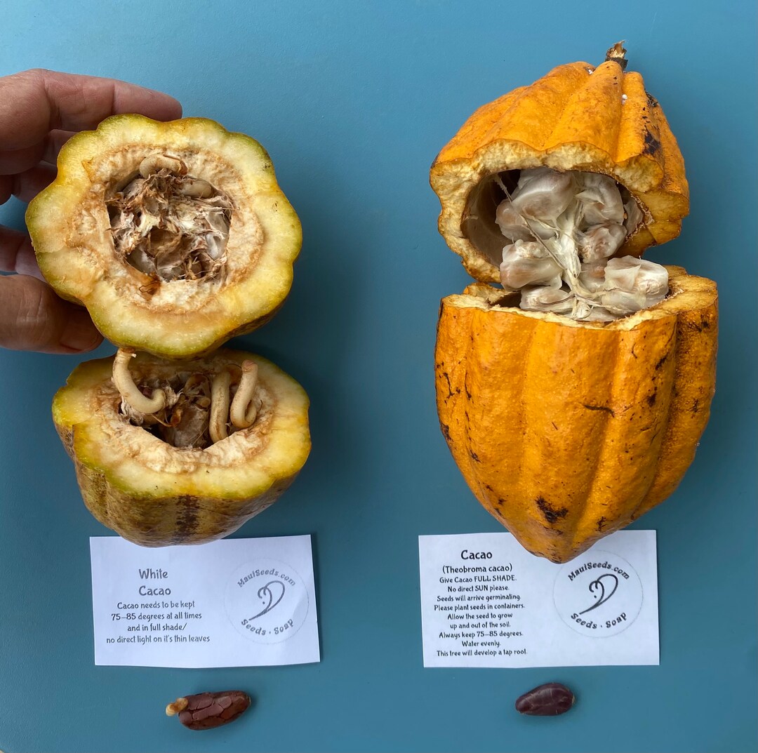 SAMPLE Seed Pack/cacao/white Cacao/one Seed of Each/maui Seeds/sample ...