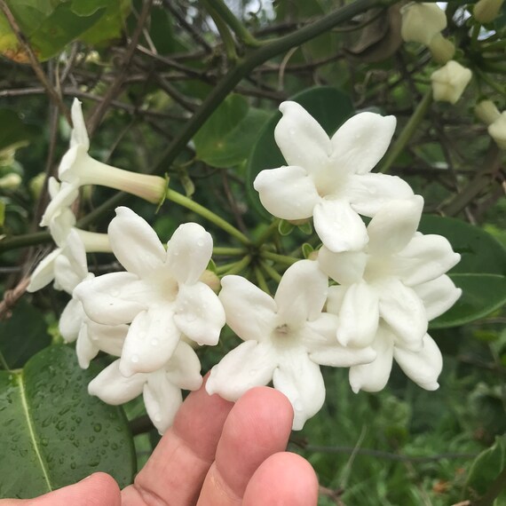Stephanotis/Stephanotis SEEDS/Madagascar Jasmine/Maui Seeds | Etsy