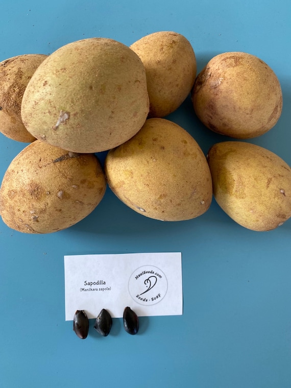 Chico Seeds Growing Chikoo Sapota Plant In Containers Urban Plants