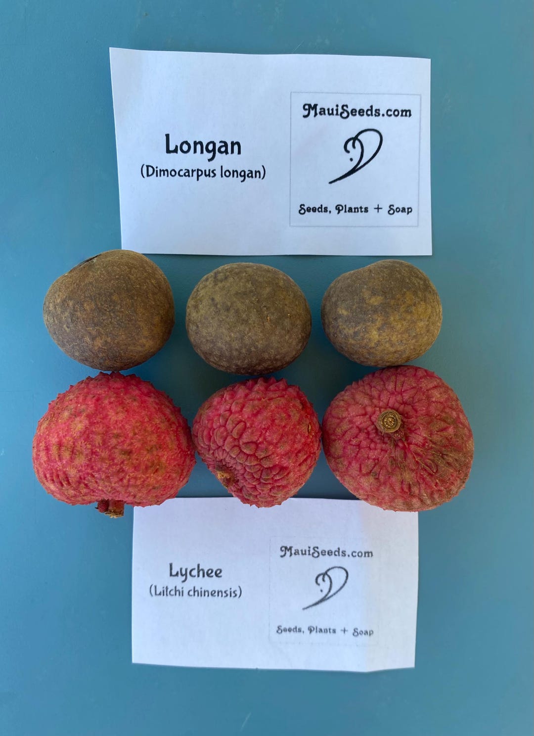 Longan and Lychee Seeds/dimocarpus Longan/easy to Grow From Seed/maui ...