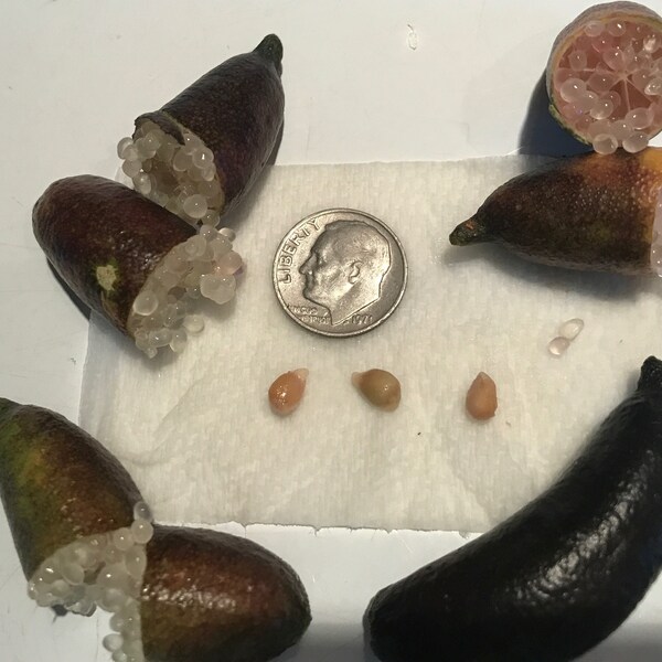 Rare Vegetable Seeds - Etsy