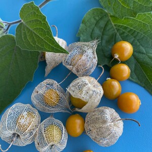 Poha Berry/physalis Peruviana/cape Gooseberry/maui Seeds/fruit Seeds ...