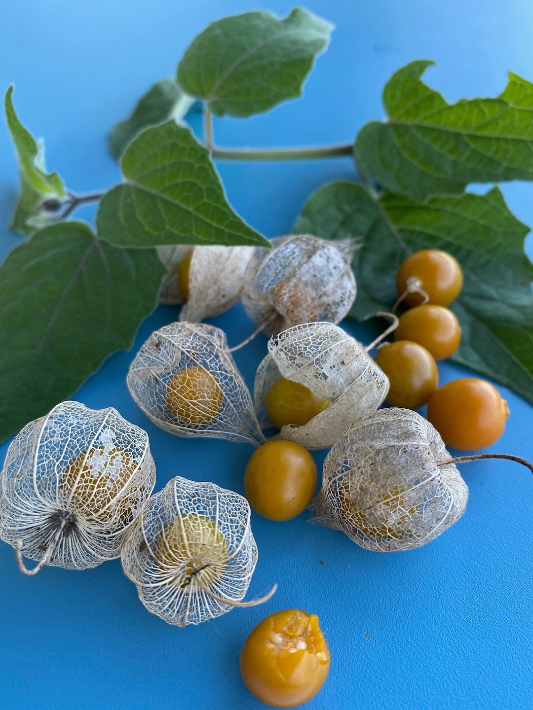 Poha Berry/physalis Peruviana/cape Gooseberry/maui Seeds/fruit Seeds ...