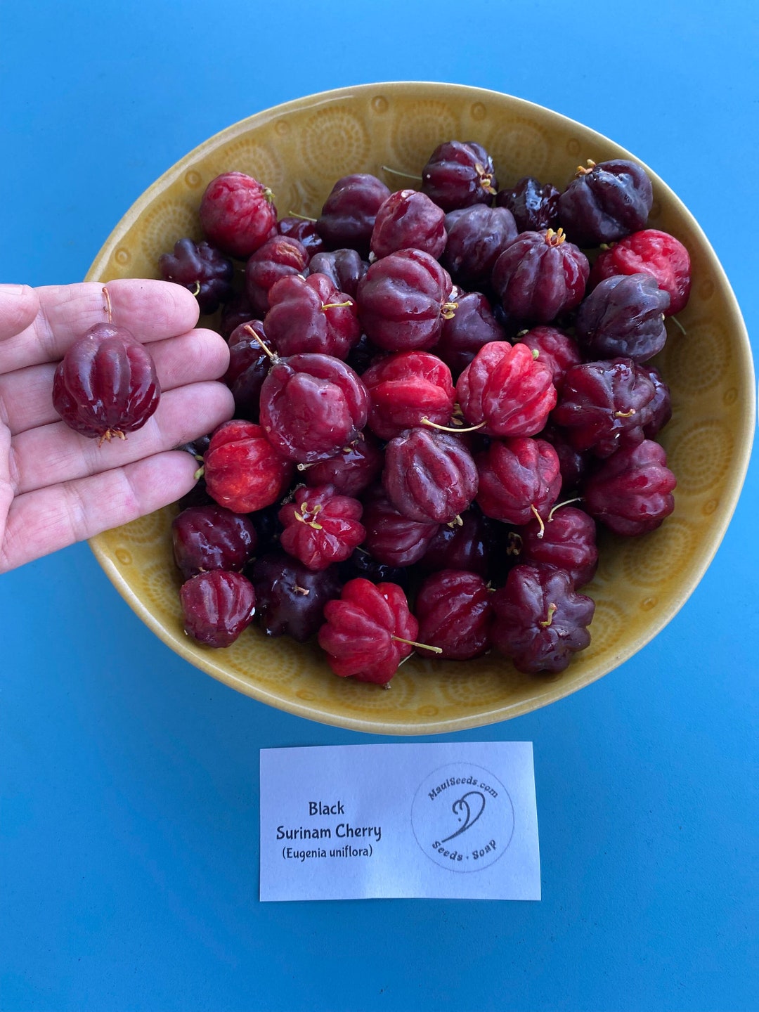 BLACK Surinam Cherry/five (5) Seeds/eugenia Uniflora/maui Seeds/pitanga ...