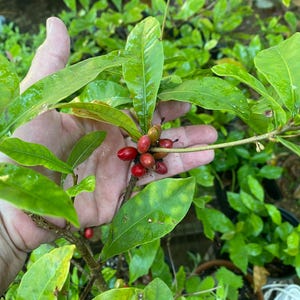 ONE Miracle Berry Fruit Seedling/synsepalum Dulcificum/live 3" Seedling ...