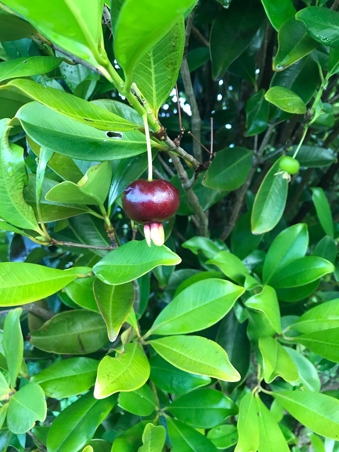 Grumichama Seeds/brazilian Cherry/eugenia Brasiliensis/tropical Cherry ...