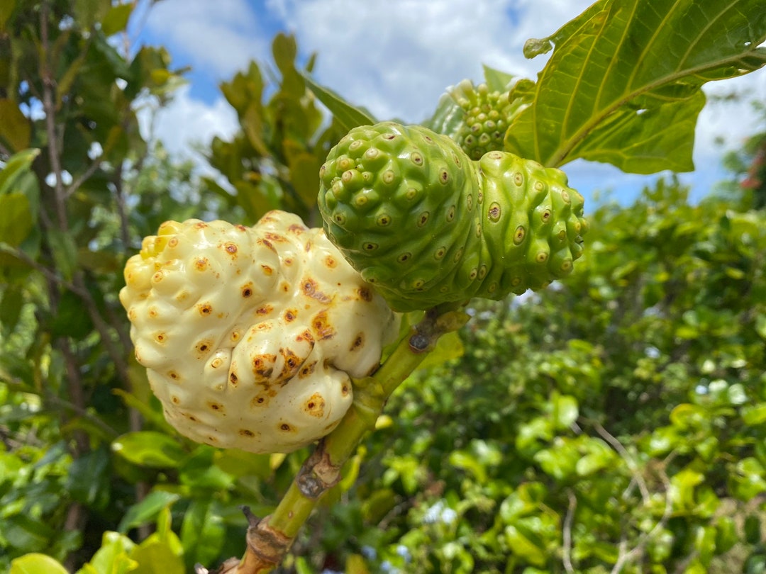 Noni Seeds/morinda Citrifolia/hawaiian Canoe Plant/hawaii - Etsy