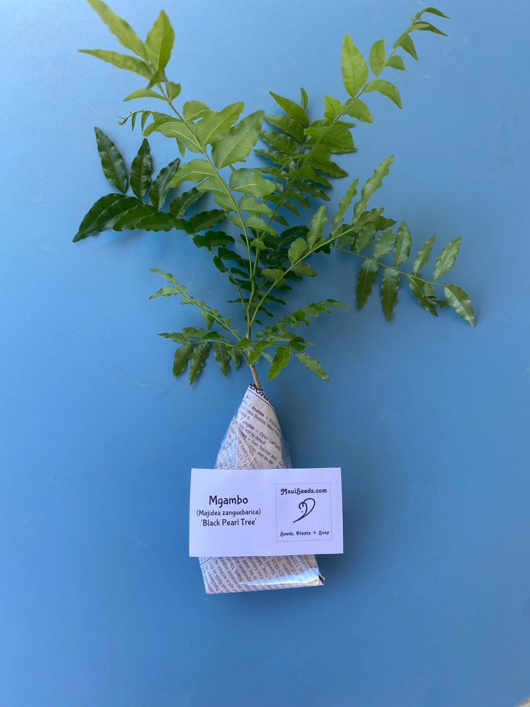 Live Mgambo Tree Seedling/zanzibar Soapberry Plant/maui Grown - Etsy