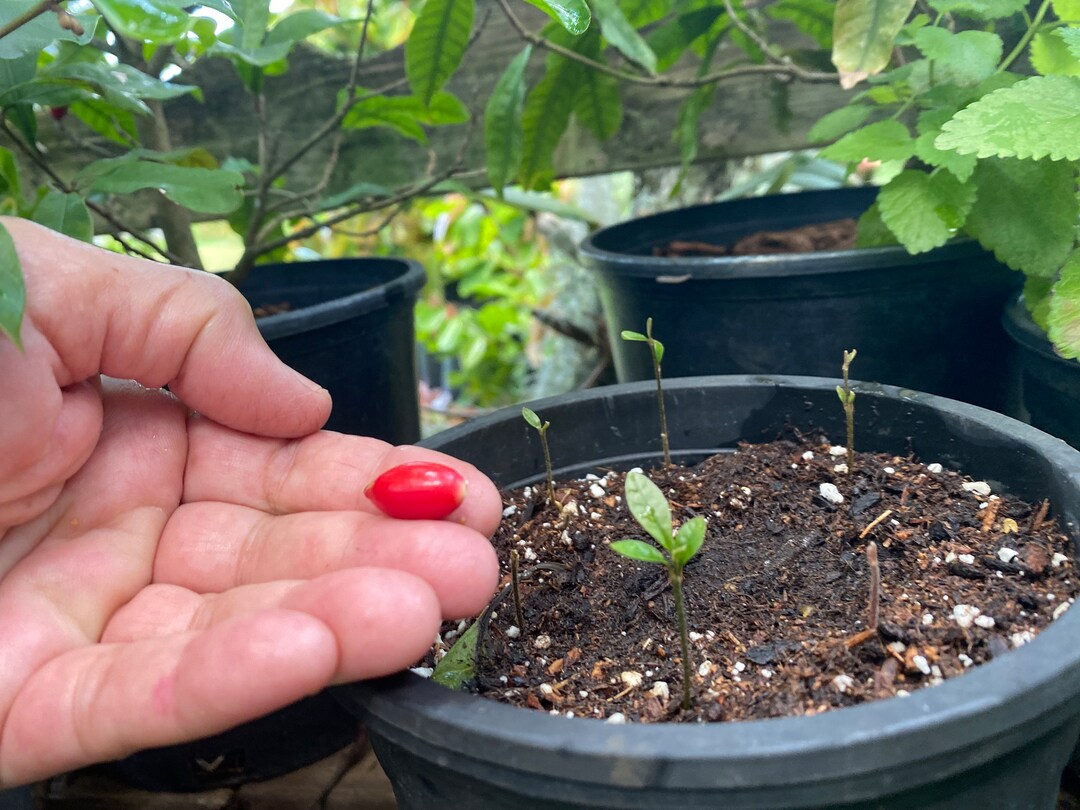 ONE Miracle Berry Fruit Seedling/synsepalum Dulcificum/live 3 Seedling ...