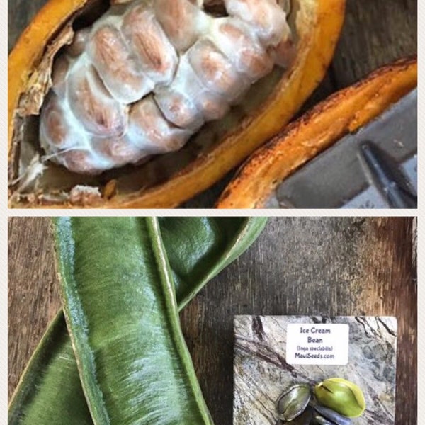 Ice Cream Bean Seed - Etsy