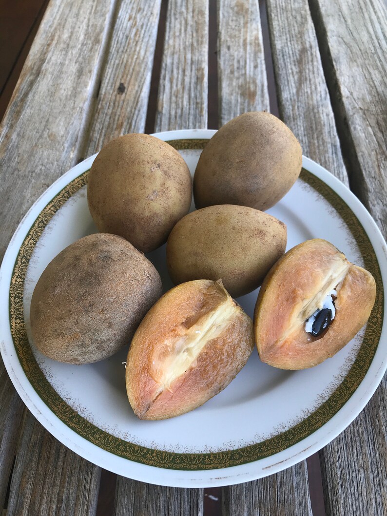 Sapodilla Seeds/maui Seeds/edible Landscaping - Etsy