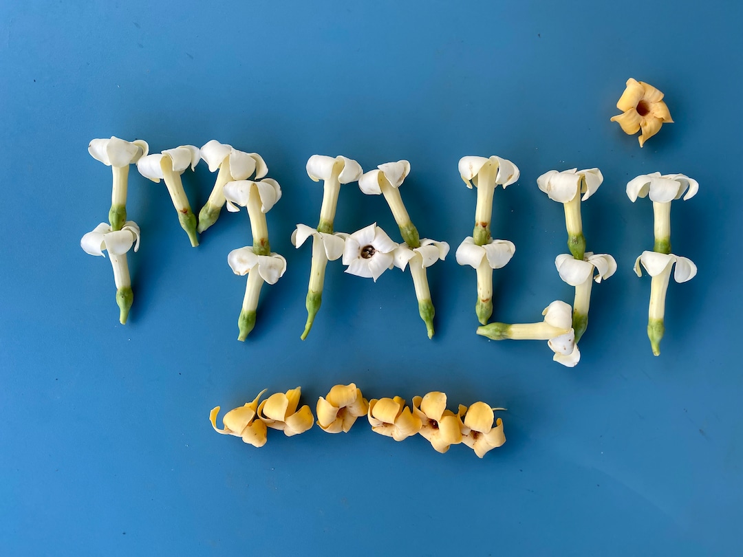 Puakenikeni Seeds/fagraea Berteriana/perfume Tree/scented Flowers ...