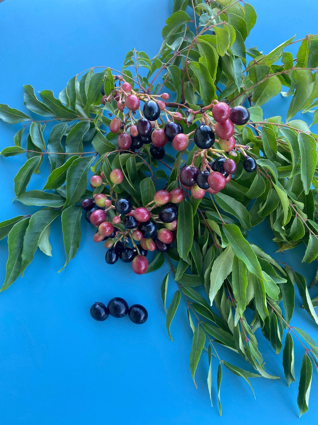 Curry Tree Seeds/curry/murraya Koenigii/seeds/maui Seeds/maui Grown ...