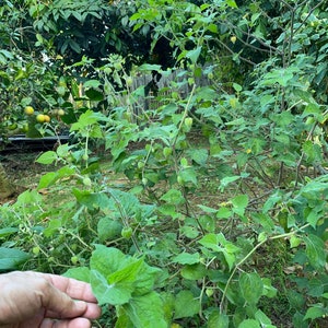 Poha Berry/physalis Peruviana/cape Gooseberry/maui Seeds/fruit Seeds ...