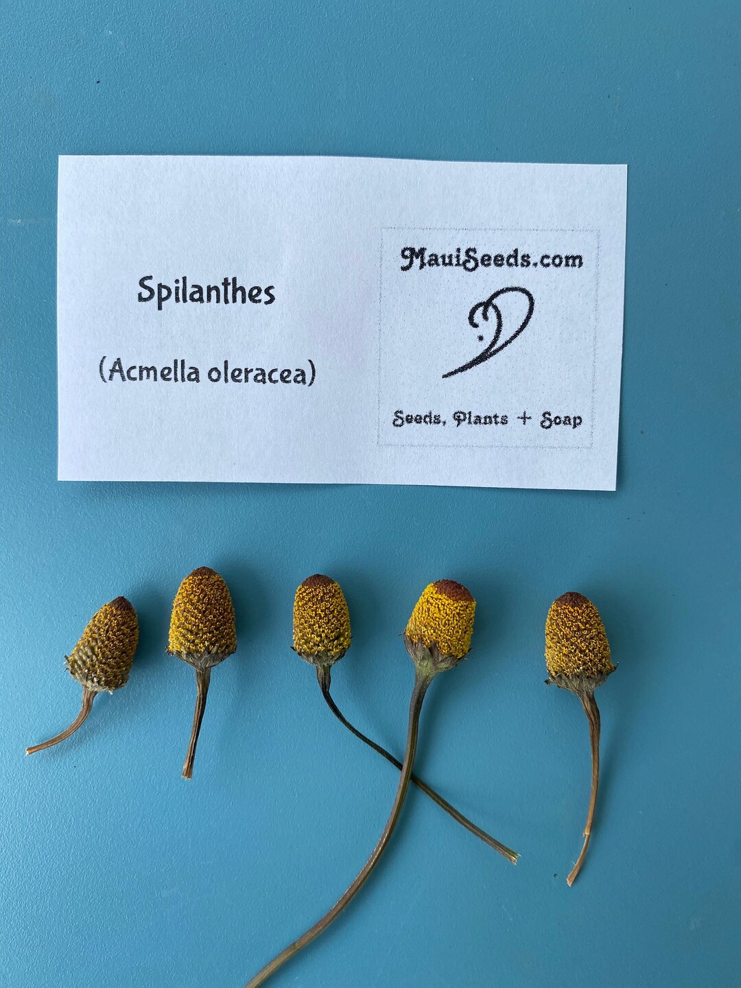 Spilanthes/dried FLOWER/WHOLE Flower/'toothache Plant'/'eye Ball Plant ...