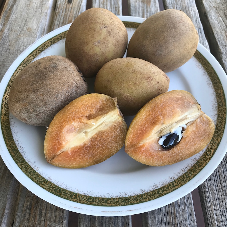 Sapodilla Seeds/maui Seeds/edible Landscaping - Etsy
