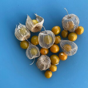 Poha Berry/physalis Peruviana/cape Gooseberry/maui Seeds/fruit Seeds ...