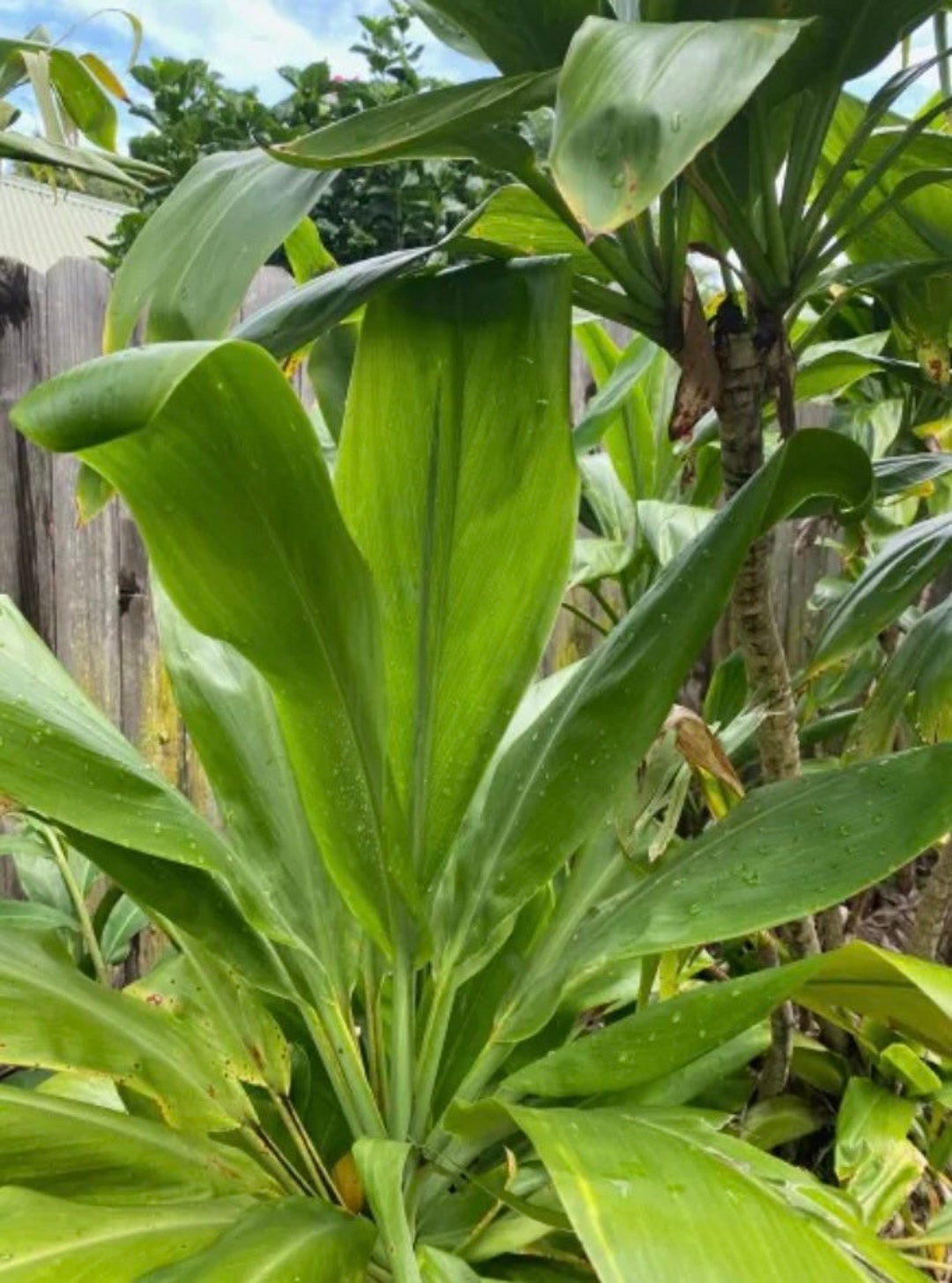 Green Ti Leaf Cutting (6" CUTTING) Cordyline Fruticosa/maui Grown/easy ...