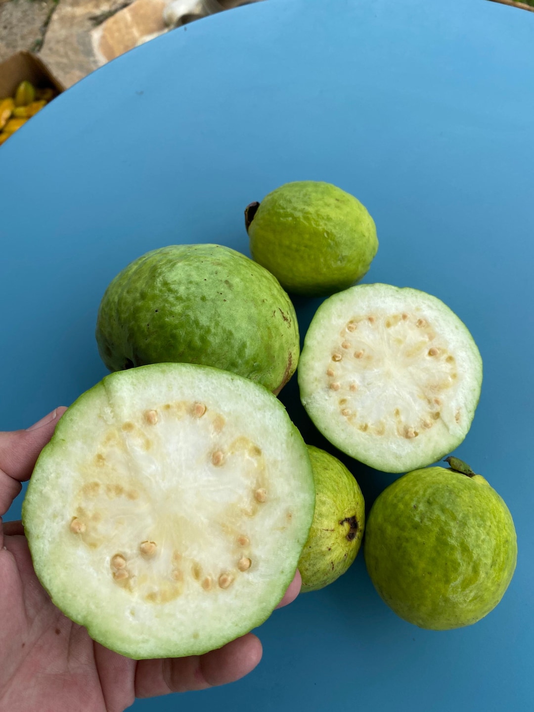 White Guava Seeds/psidium Guajava/tropical Fruit/home Garden/maui Seeds ...