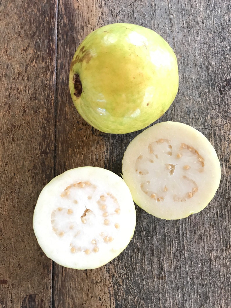 White Guava/Psidium guajava/Seeds/Maui Seeds/Fruit | Etsy