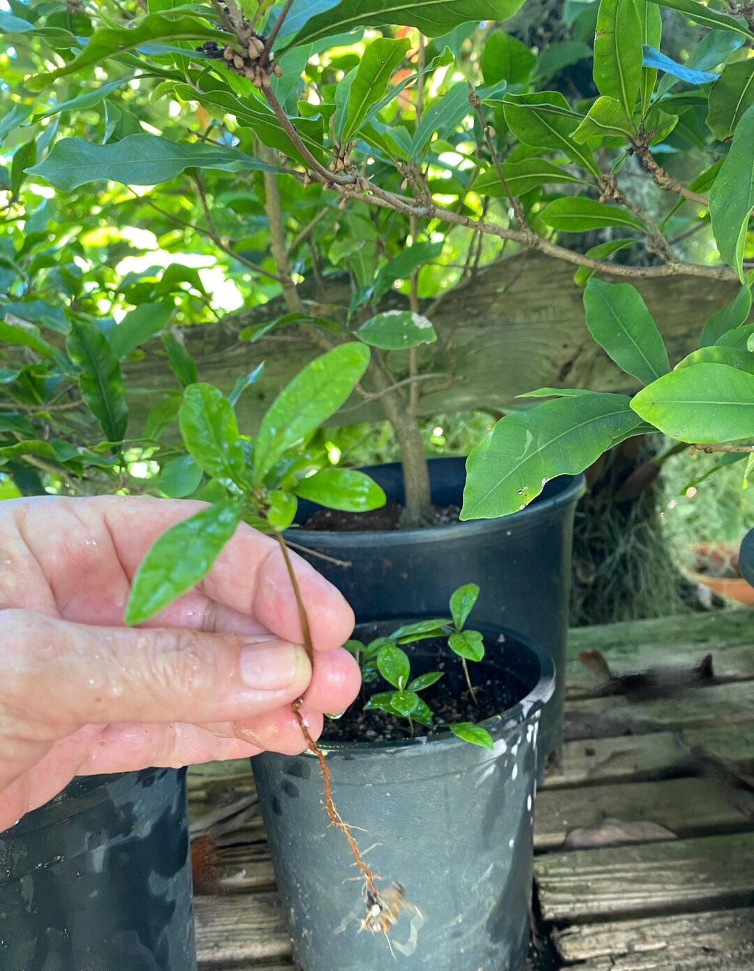 ONE Miracle Berry Fruit Seedling/synsepalum Dulcificum/live 3" Seedling ...