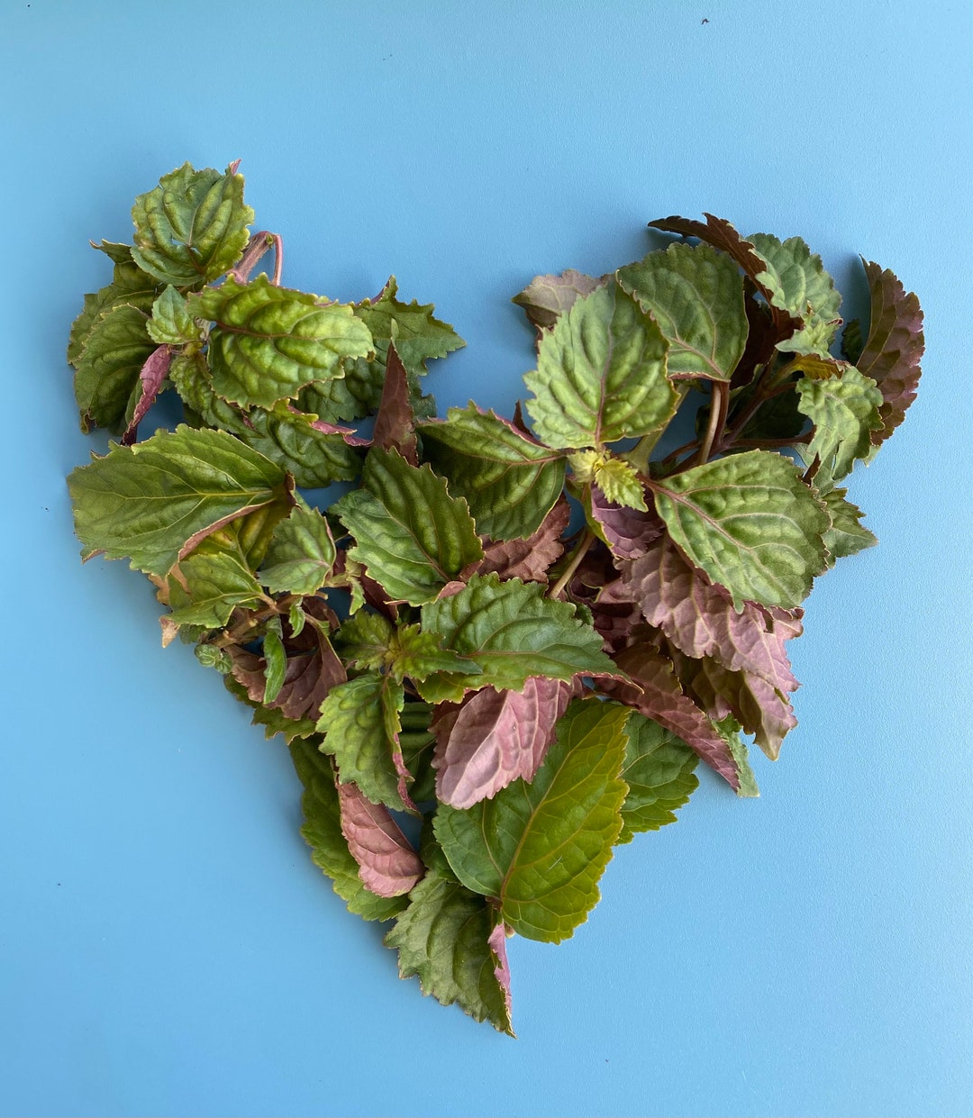 Patchouli Seeds/50+seeds/pogostemon Cablin/seeds/herb Seed/maui Seeds ...