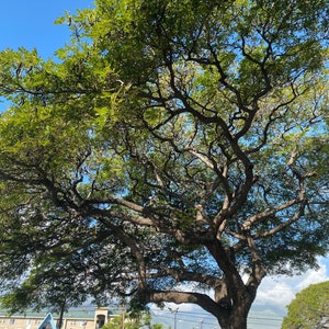 Monkey Pod Seeds/samanea Saman/maui Seeds/rain Tree/bonsai/easy to Grow ...